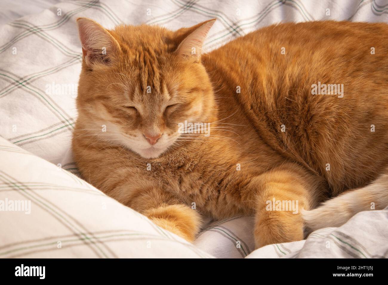 ginger cat sleeping in a bed Stock Photo - Alamy