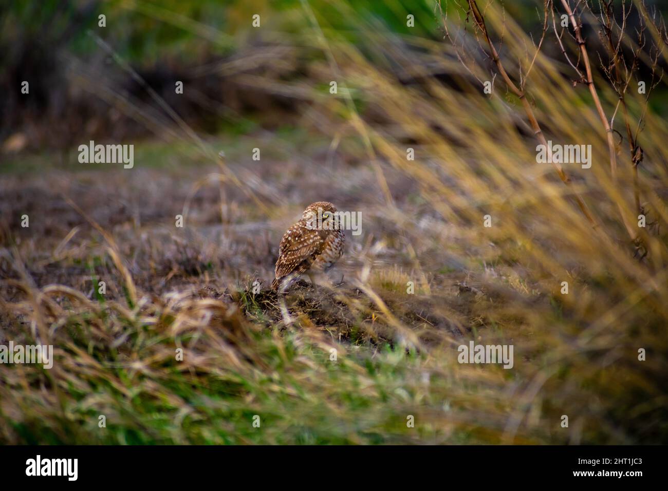 Closeup shot of a bird on a field Stock Photo - Alamy