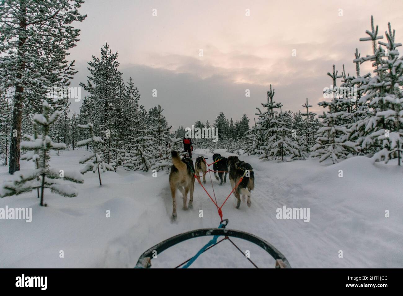 Cheerful Huskeys sled riding in the nature of Finnish Lapland at sunset ...