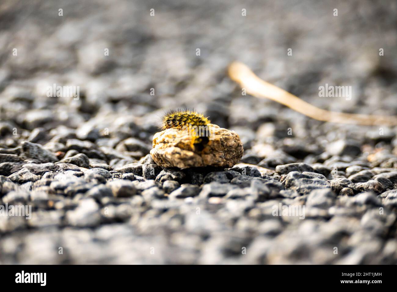 Larva on a stone hi-res stock photography and images - Alamy