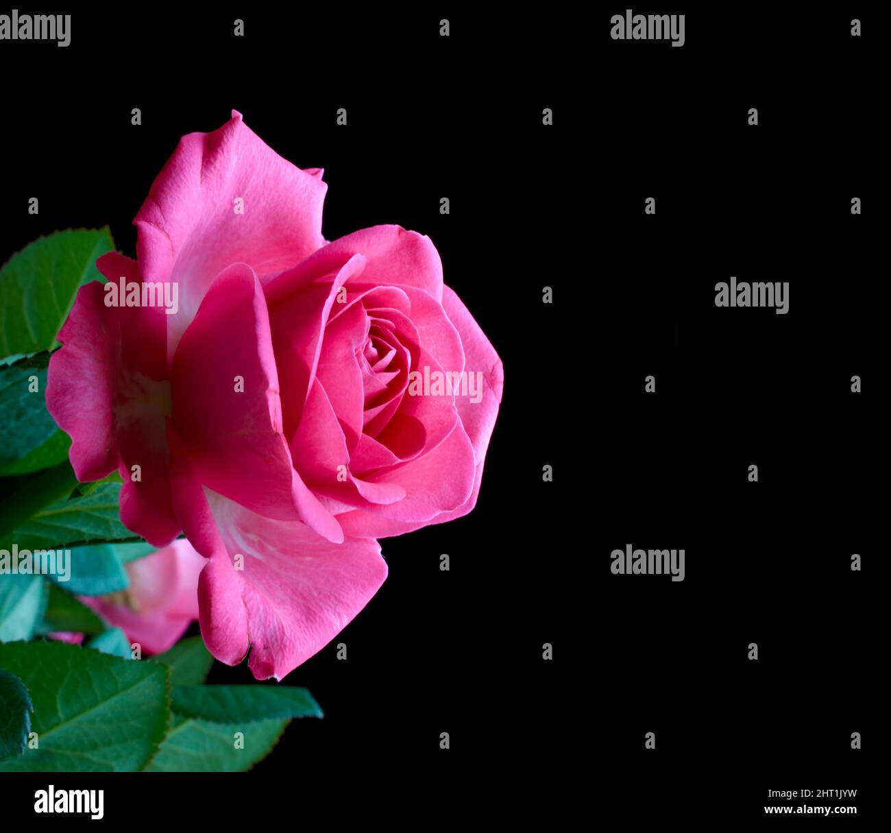 Photo of a red rose hi-res stock photography and images - Alamy