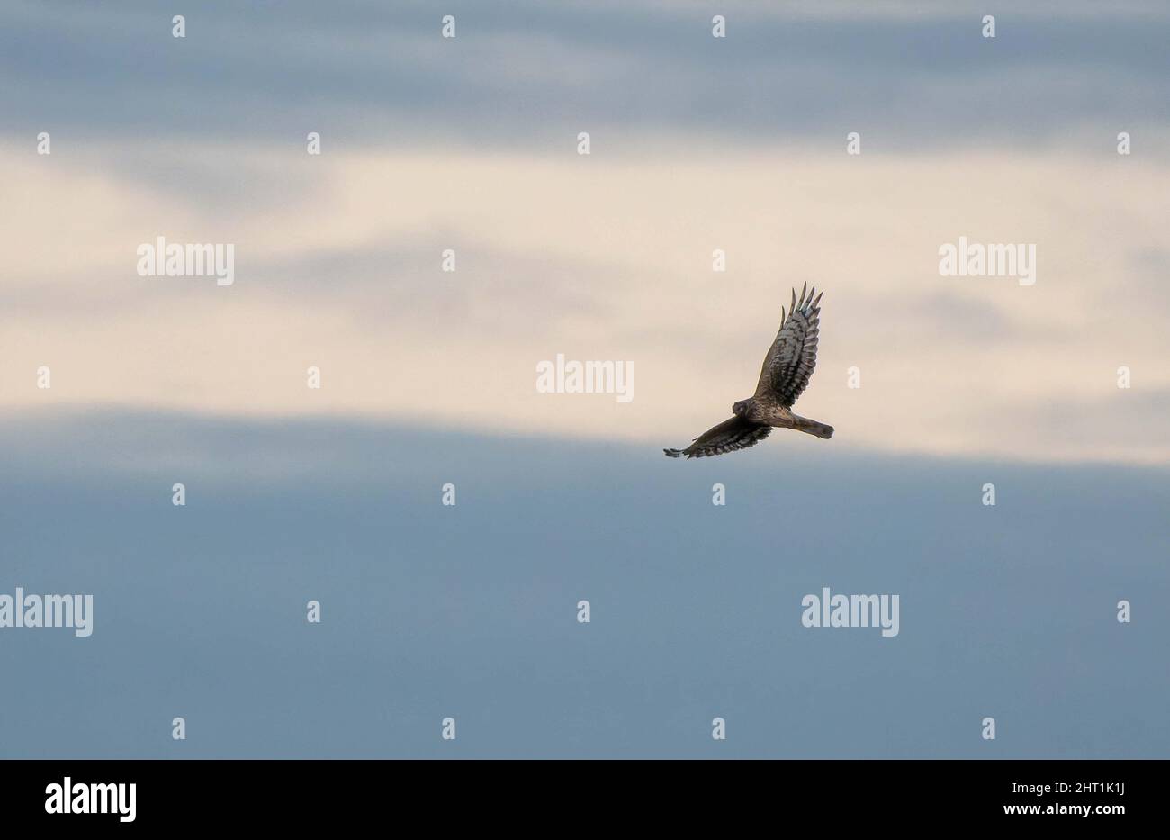 Closeup of a Hen Harrier flying in the air Stock Photo - Alamy