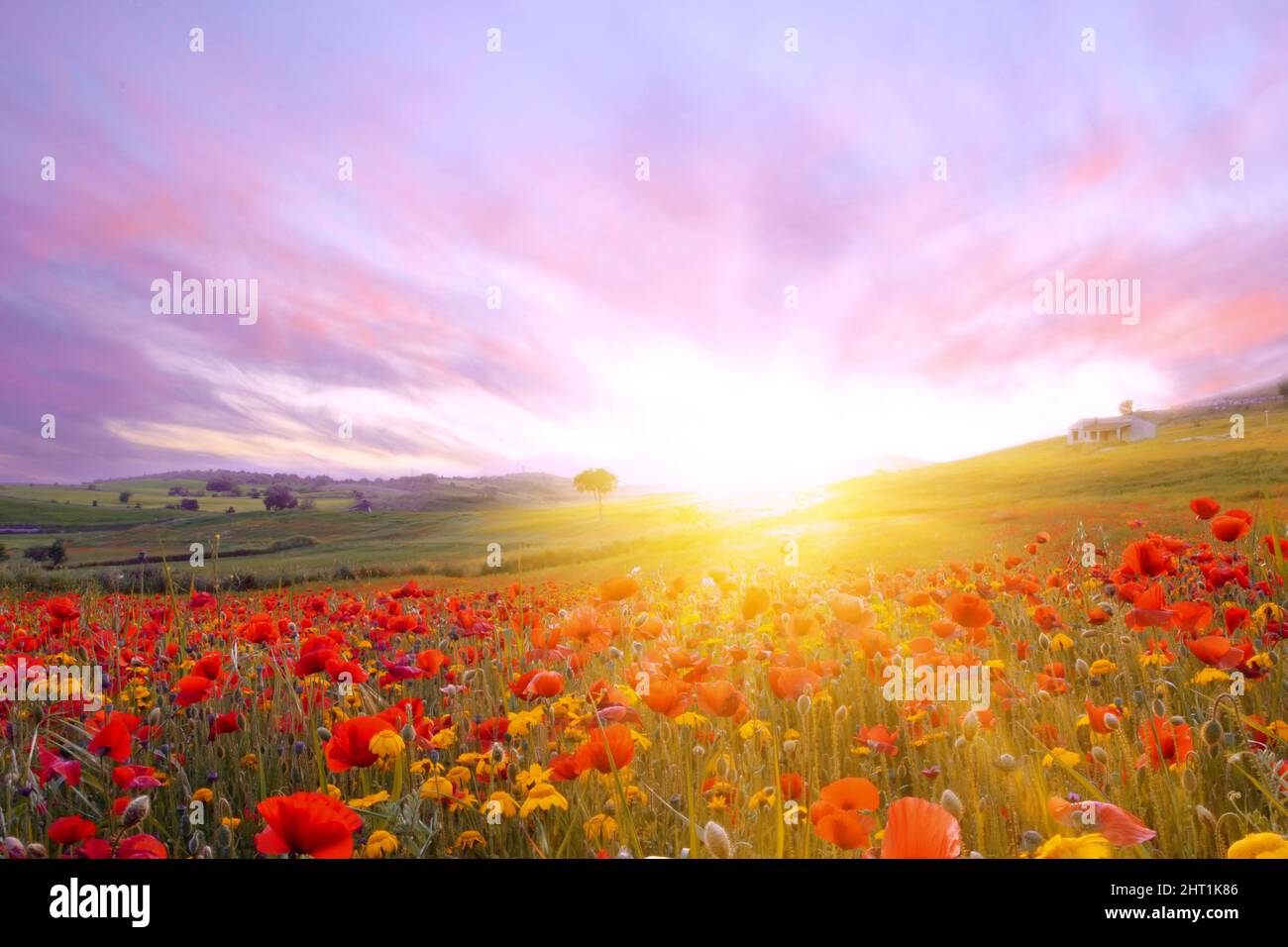 Bright sunrise in the poppy field.Red poppies in the light of the ...