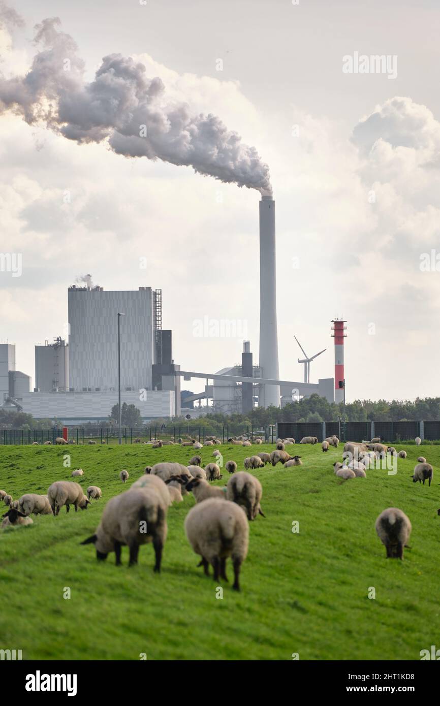 Active coal power plant with a steaming cooling tower in front of a ...