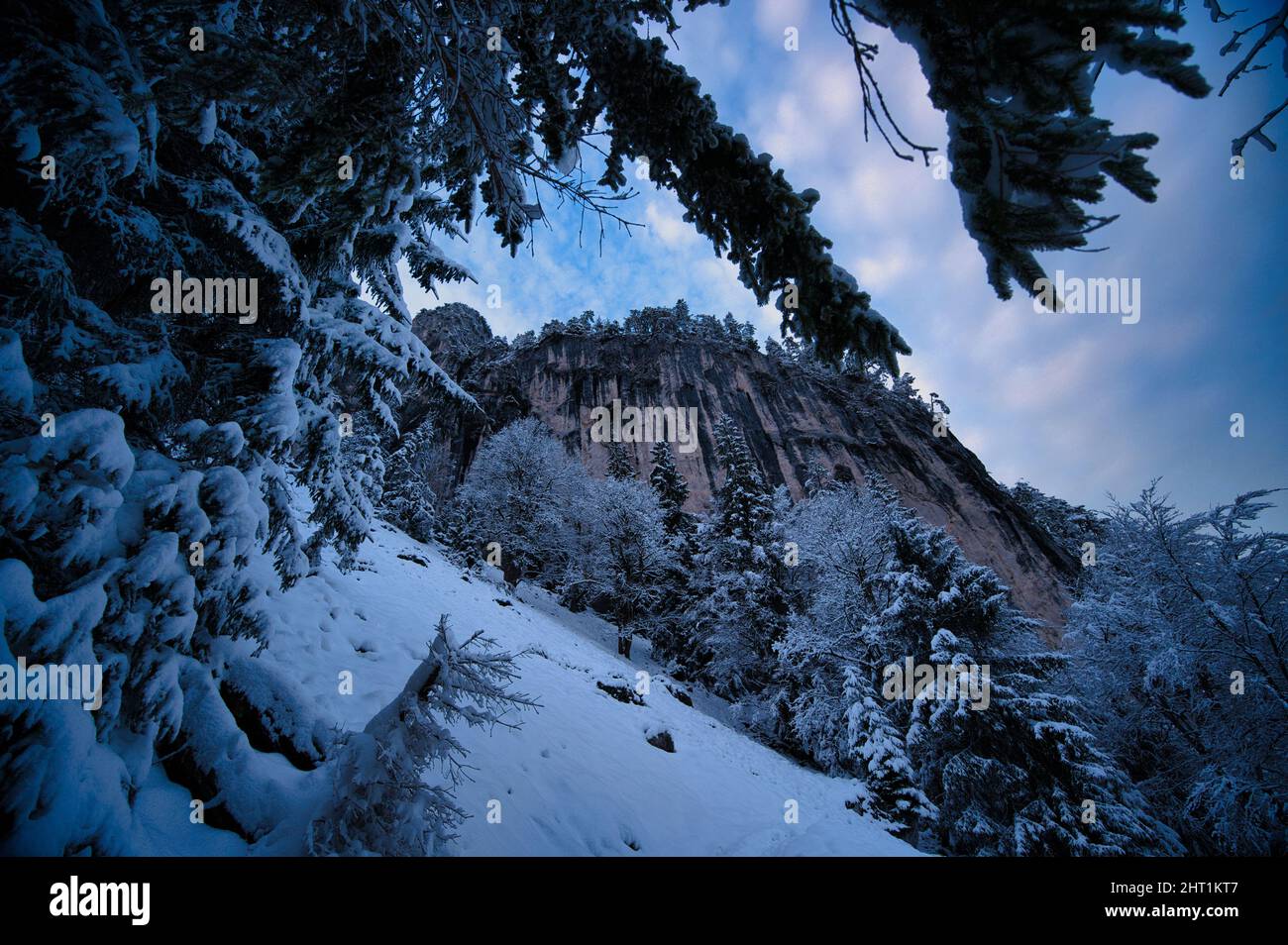 A low angle shot of trees covered with snow on a snowy forest and rock mountain against a blue ...