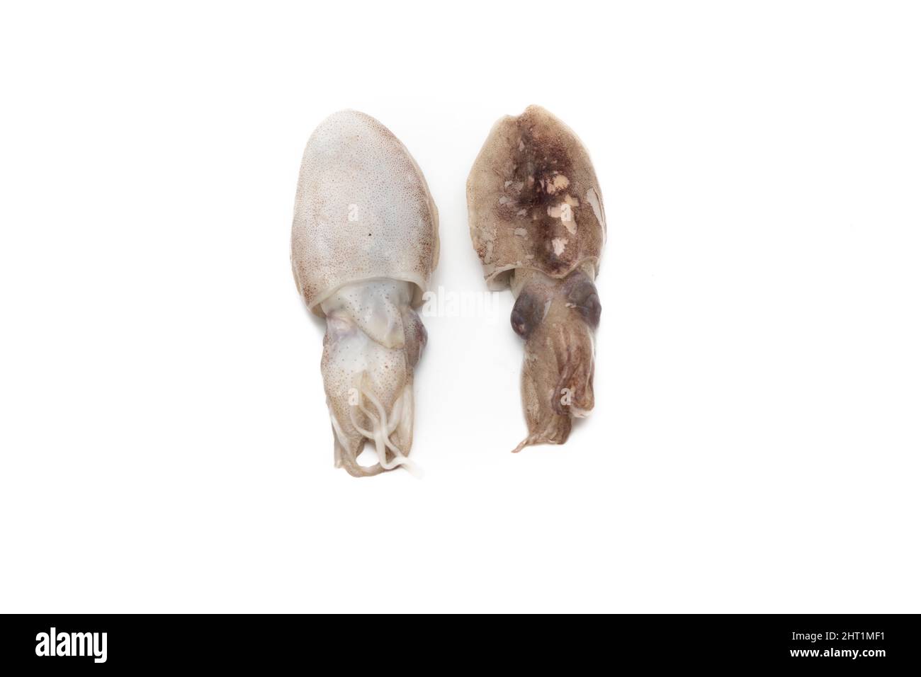 Raw baby squid on a white background. Sea food concept Stock Photo - Alamy