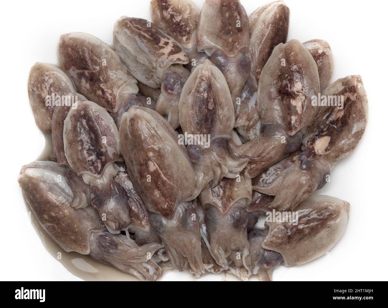 Raw baby squid on a white background. Sea food concept Stock Photo - Alamy
