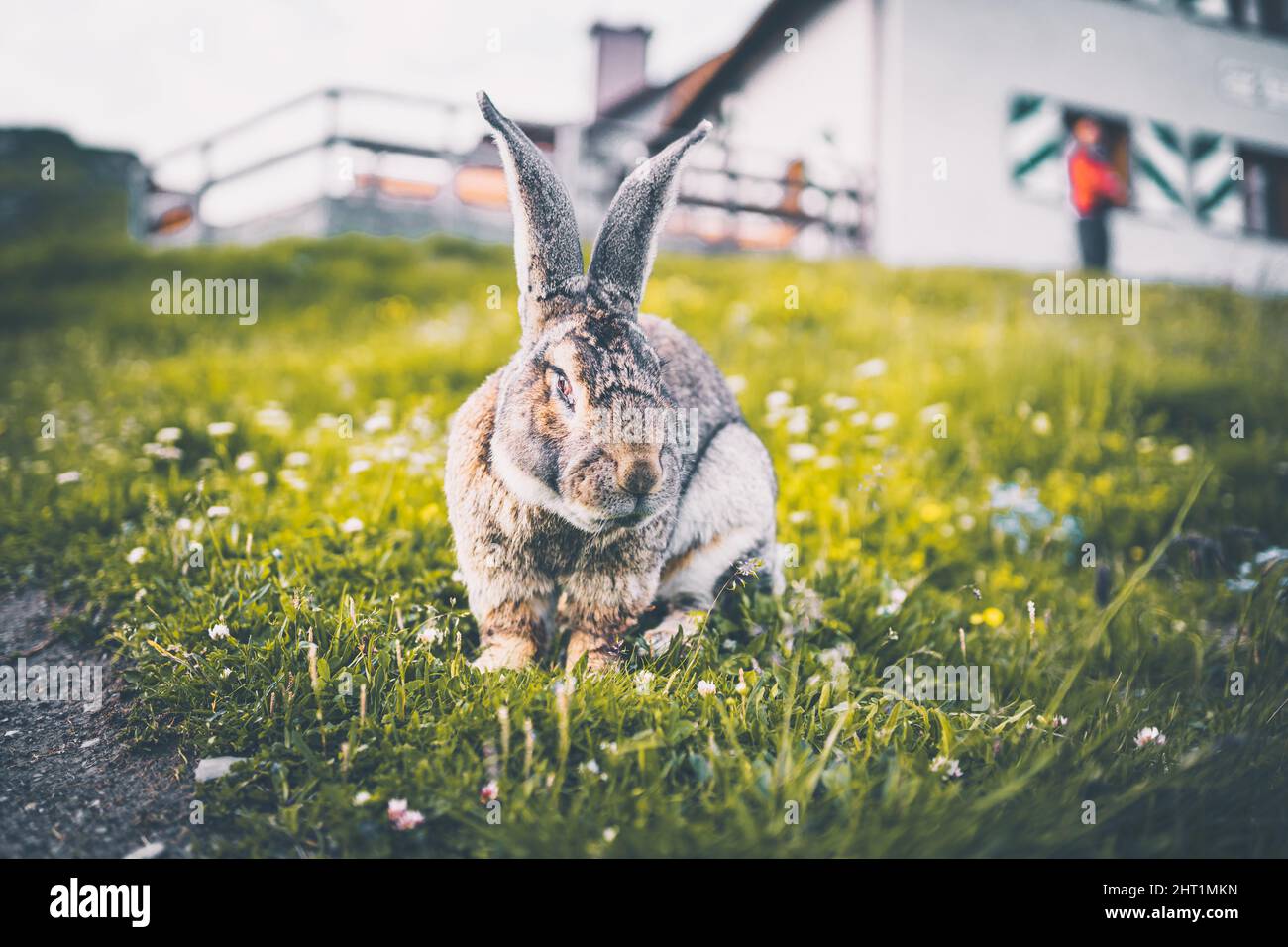 Shallow focus of a cute rabbit playing the grass in the Alps Stock ...