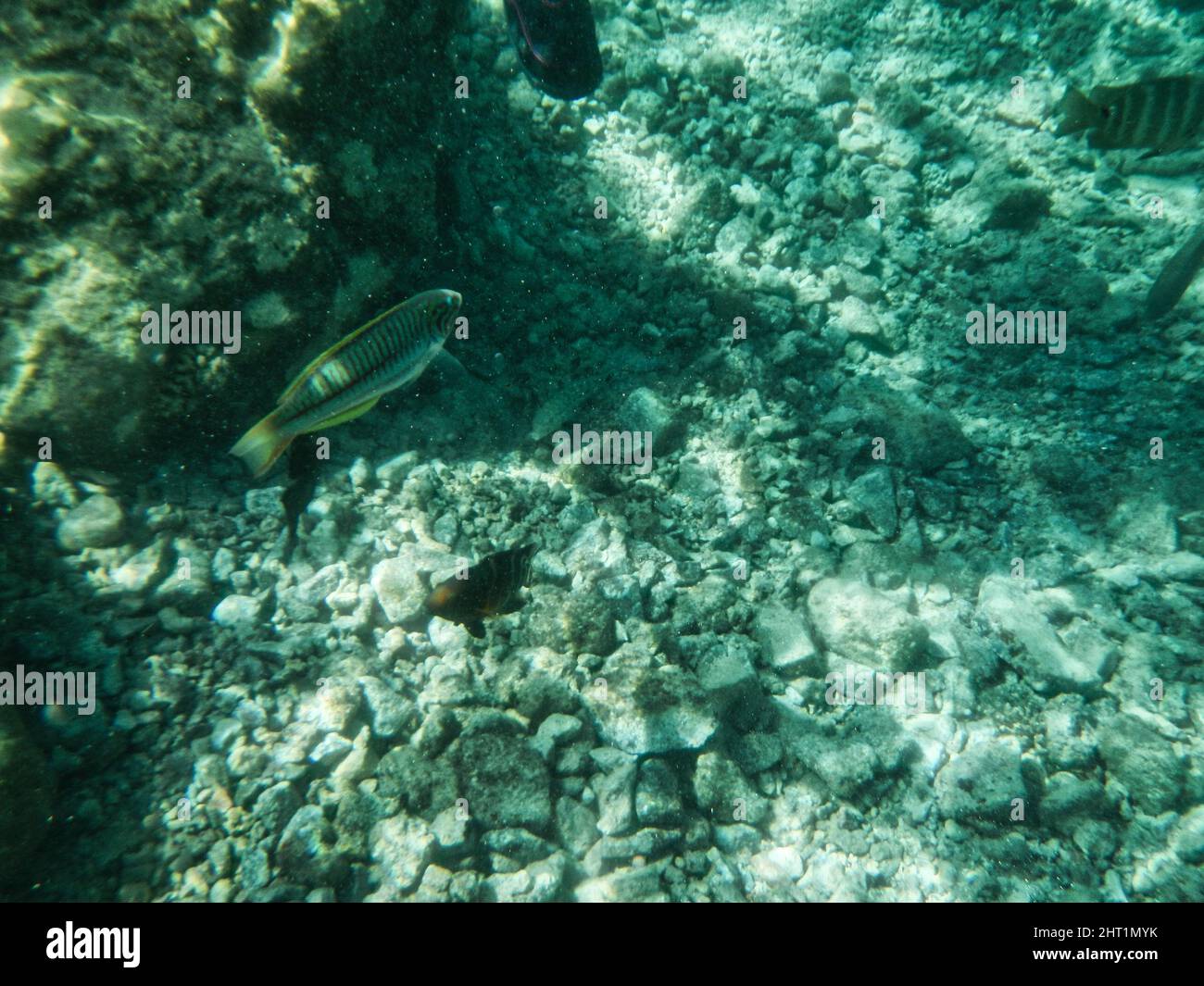 Egypt hurghada fish hi-res stock photography and images - Alamy