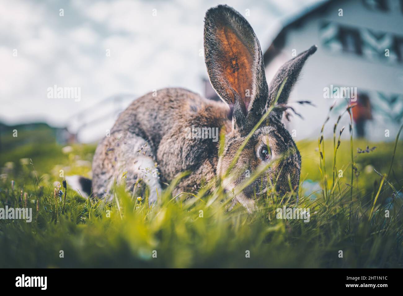 Selective focus of a cute little rabbit hiding its head in the grass in ...