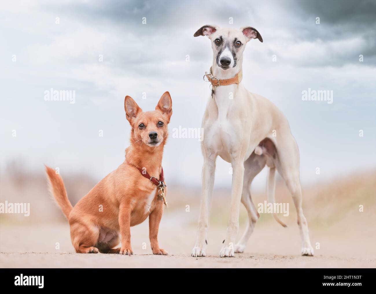 Closeup of two dogs on the road, best friends. Chihuahua, Whippet Stock ...