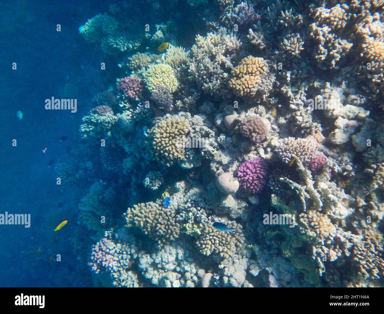 Beautiful coral reefs underwater in Hurghada, Egypt Stock Photo - Alamy