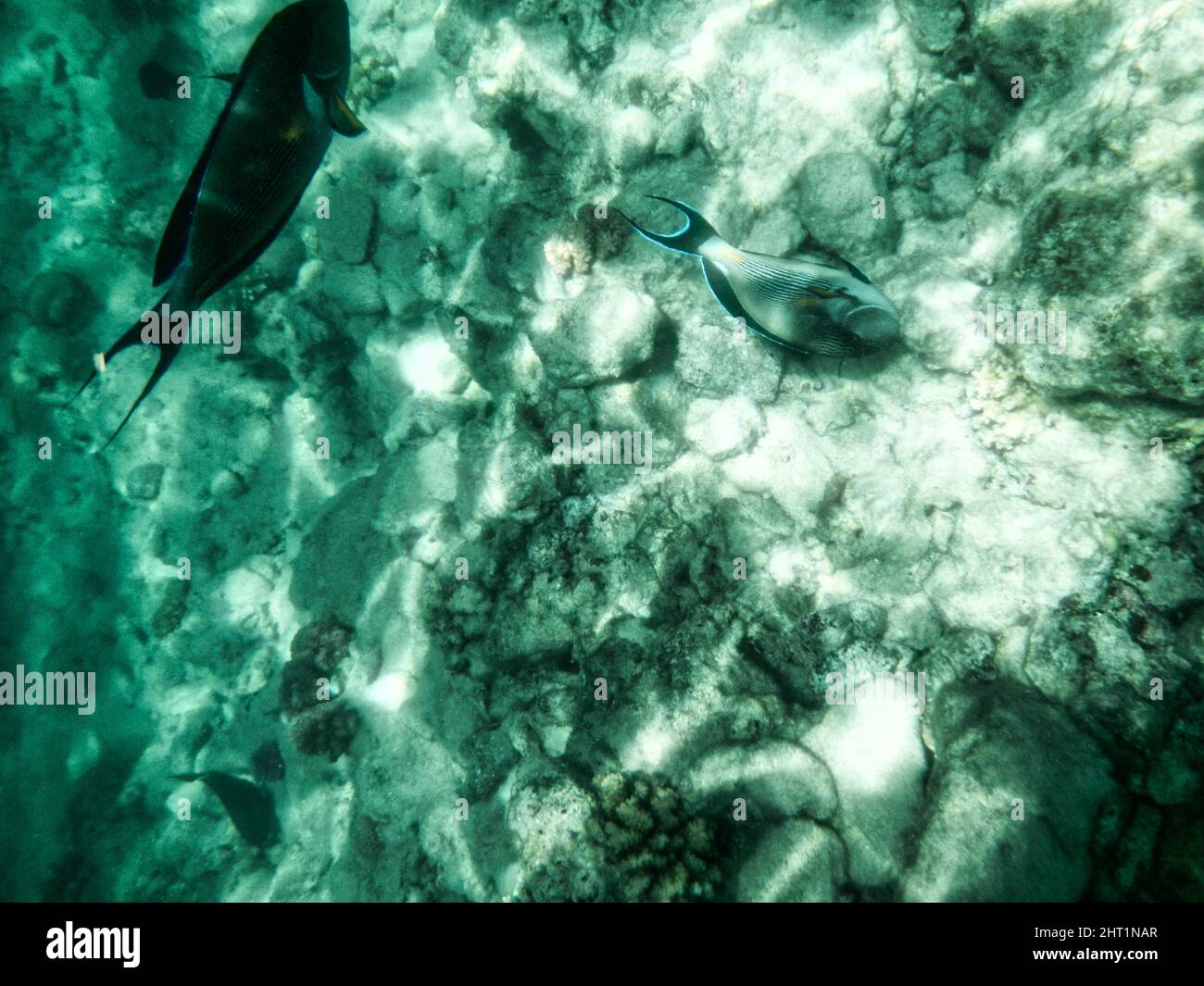 Mesmerizing underwater world hi-res stock photography and images - Alamy