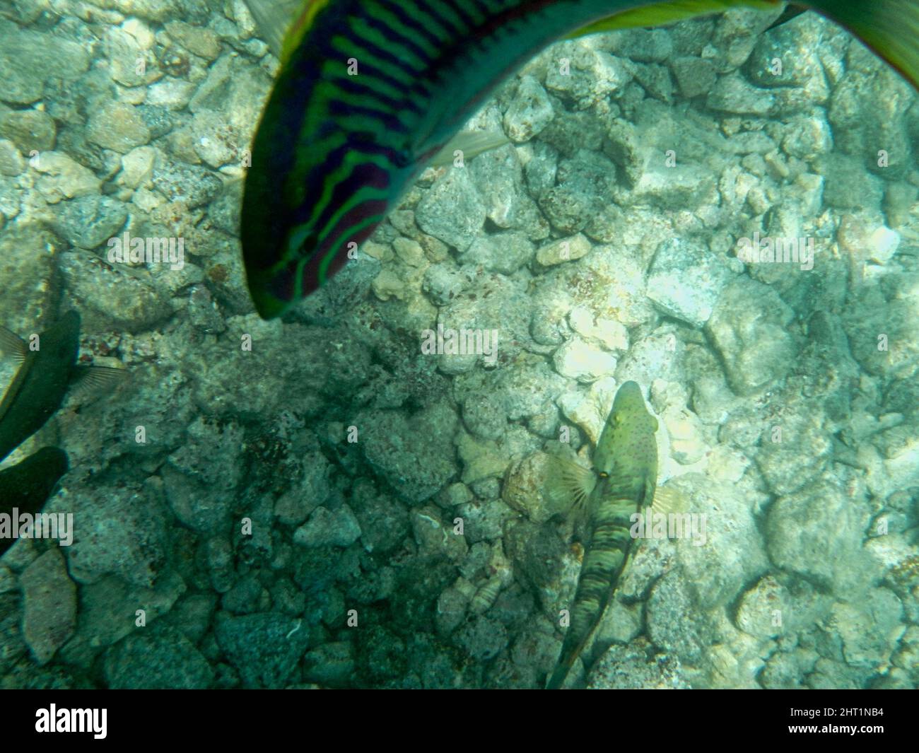 Mesmerizing underwater world hi-res stock photography and images - Alamy