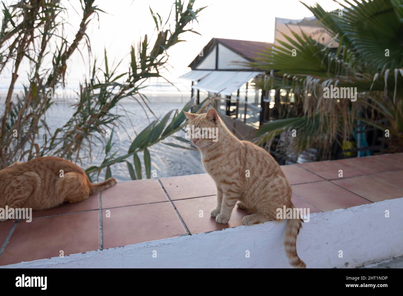 Two stray cats eating on top of a wall. In the background the beach ...