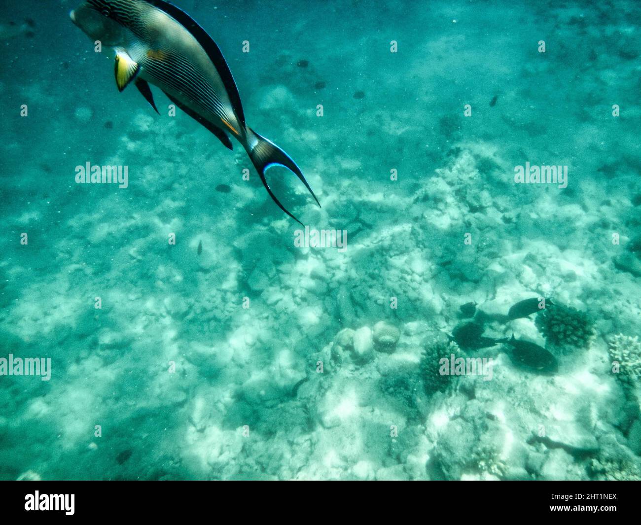 Mesmerizing underwater world hi-res stock photography and images - Alamy