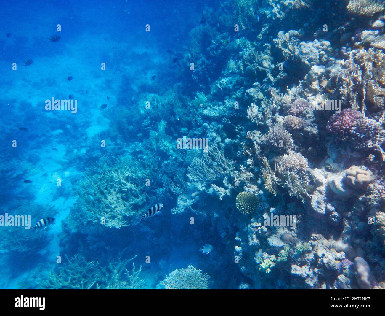 Mesmerizing underwater world hi-res stock photography and images - Alamy