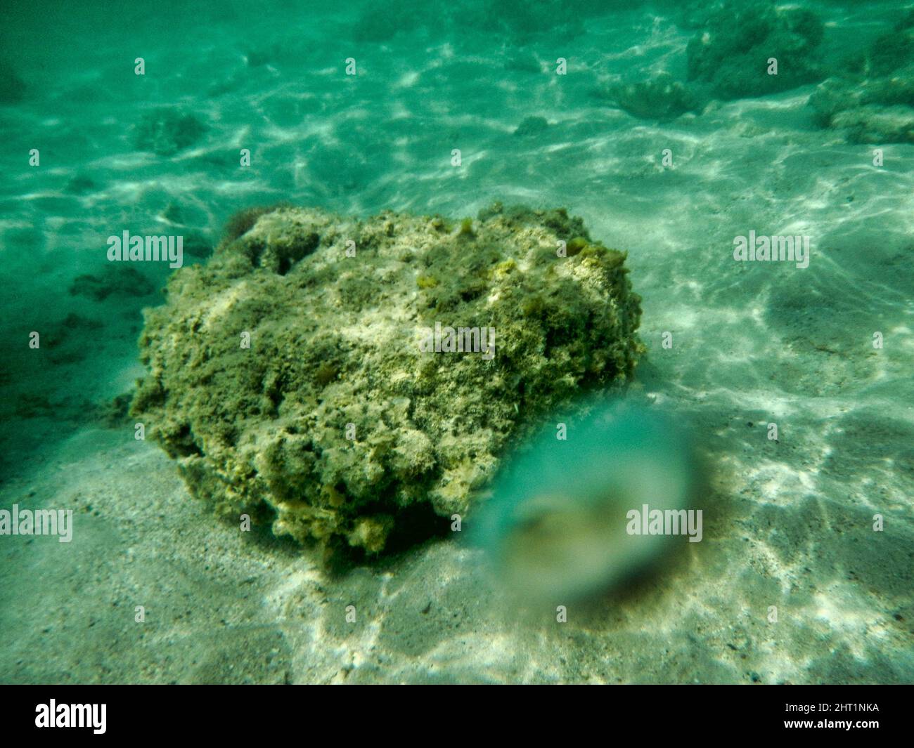 Mesmerizing underwater world hi-res stock photography and images - Alamy