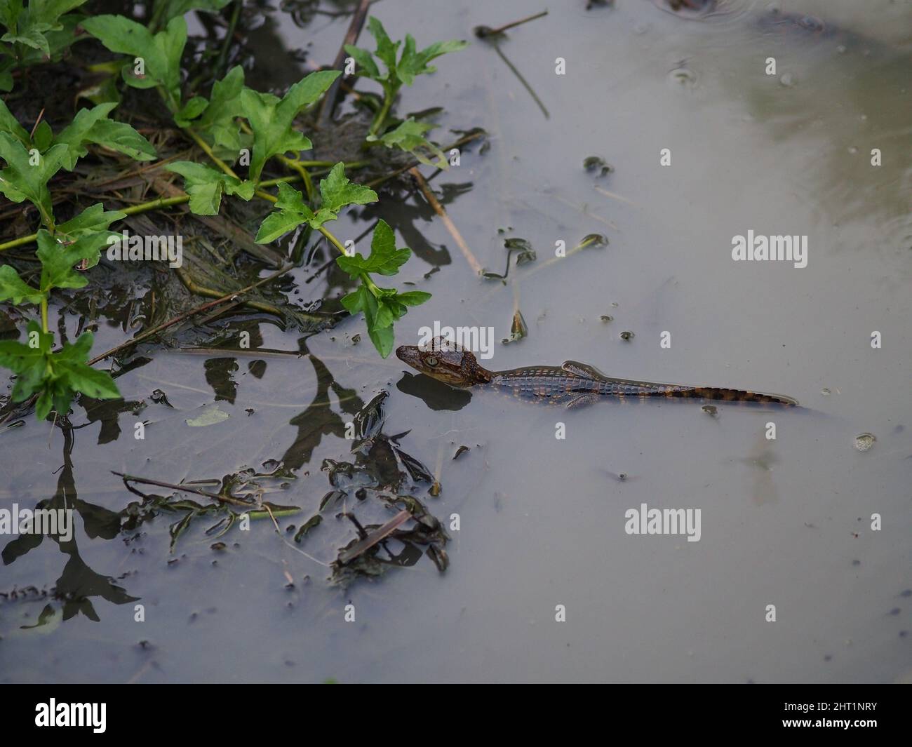 Overhead view of an alligator swimming in the water Stock Photo - Alamy