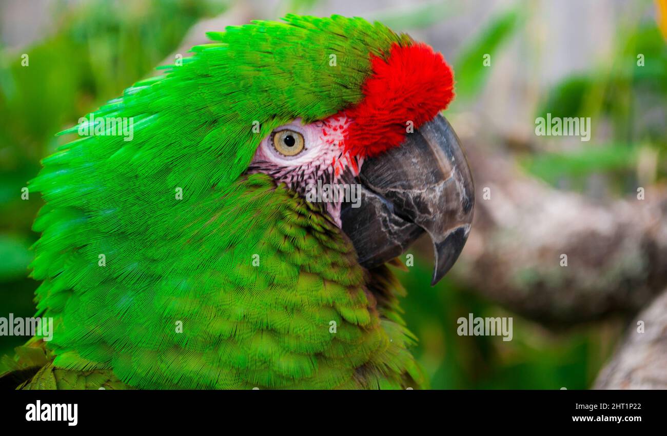 Longleat parrot hi-res stock photography and images - Alamy