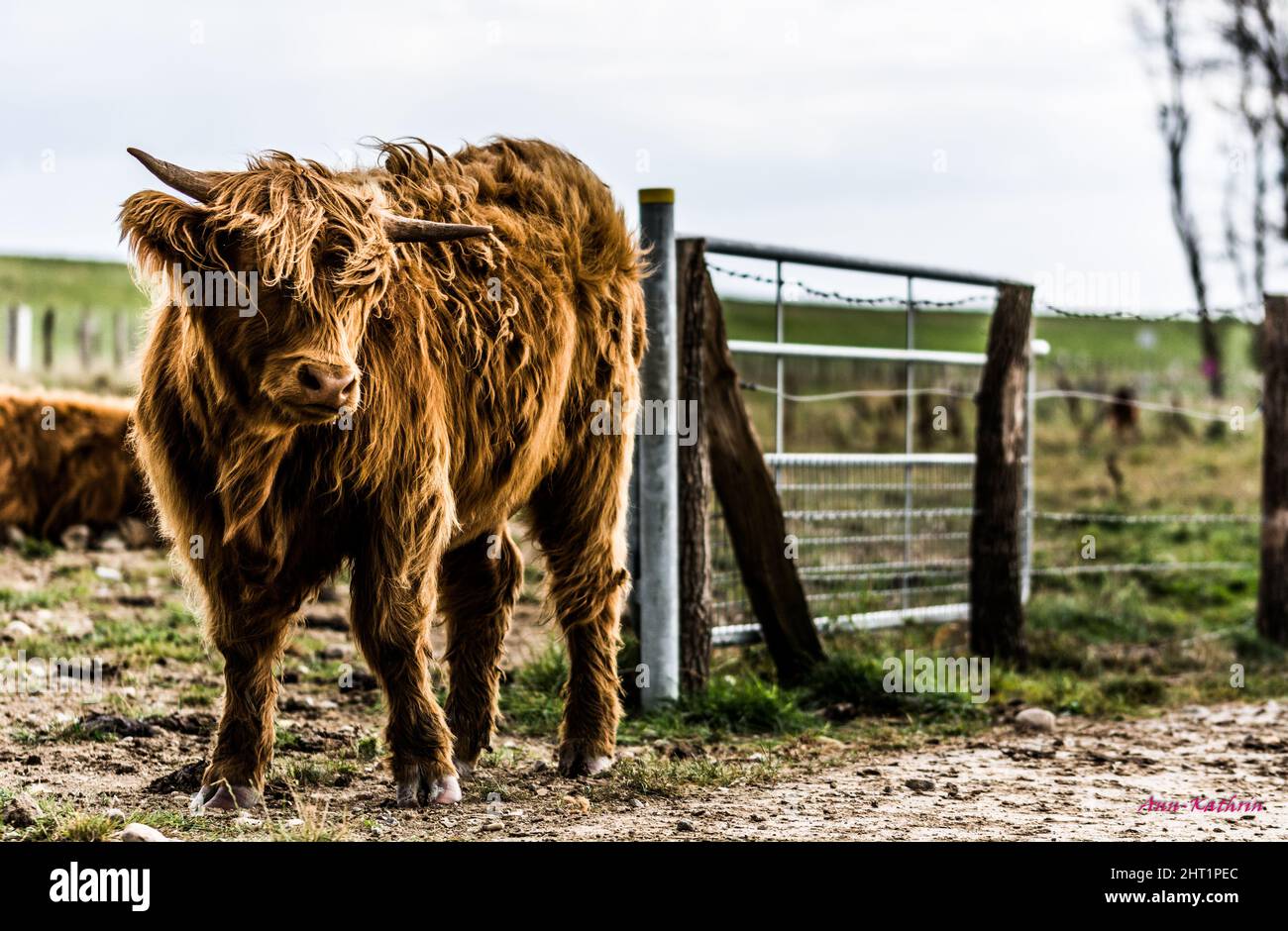 Brown furry wild yak in the field on the farm in spring Stock Photo - Alamy