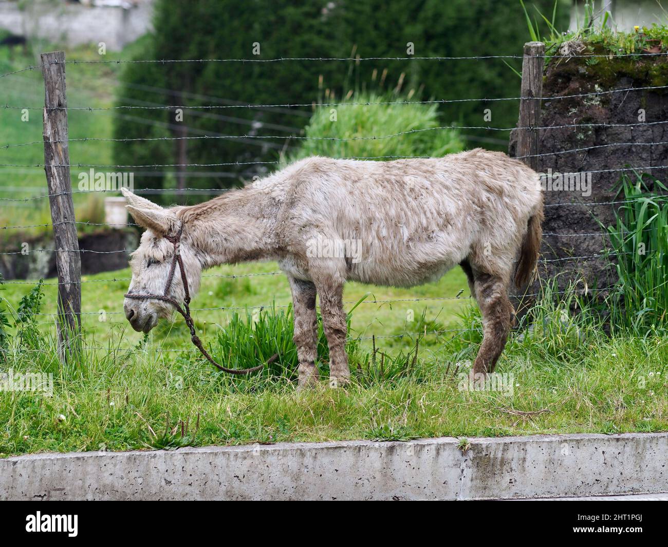 Donkey ecuador hi-res stock photography and images - Alamy