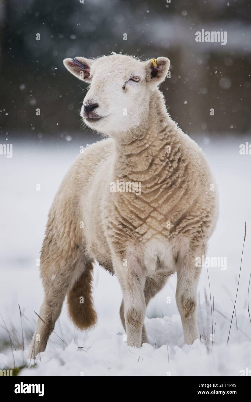 Snowfall wildlife hi-res stock photography and images - Alamy