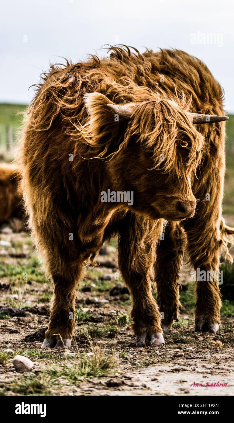 Brown furry wild yak in the field on the farm in spring Stock Photo - Alamy