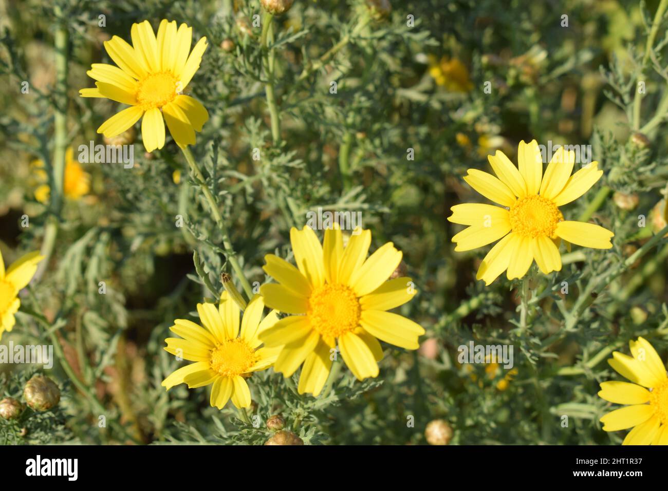 Closeup shot of Euryops Pectinatus flowers in daylight Stock Photo - Alamy
