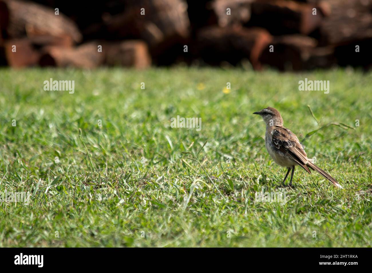 Portrait of a bird on the green grass Stock Photo - Alamy