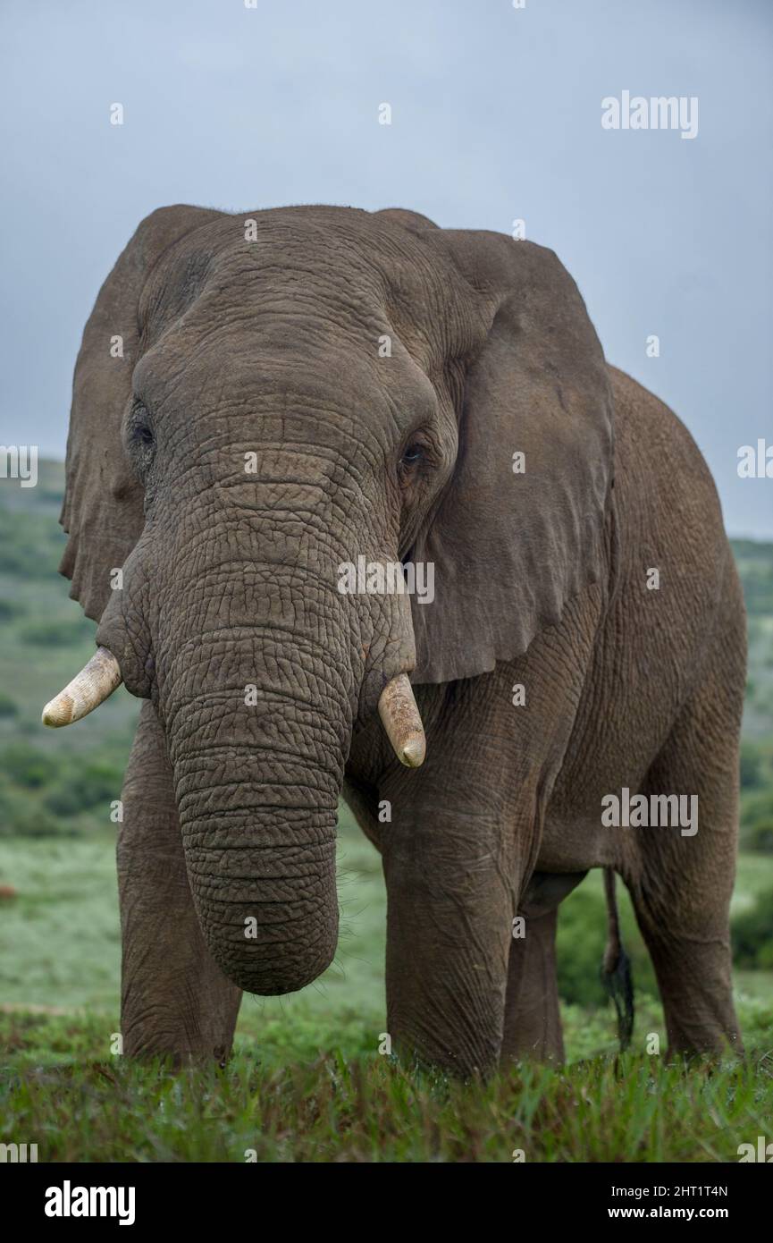 Huge elephant grazing on the Amakhala Game Reserve in South Africa ...