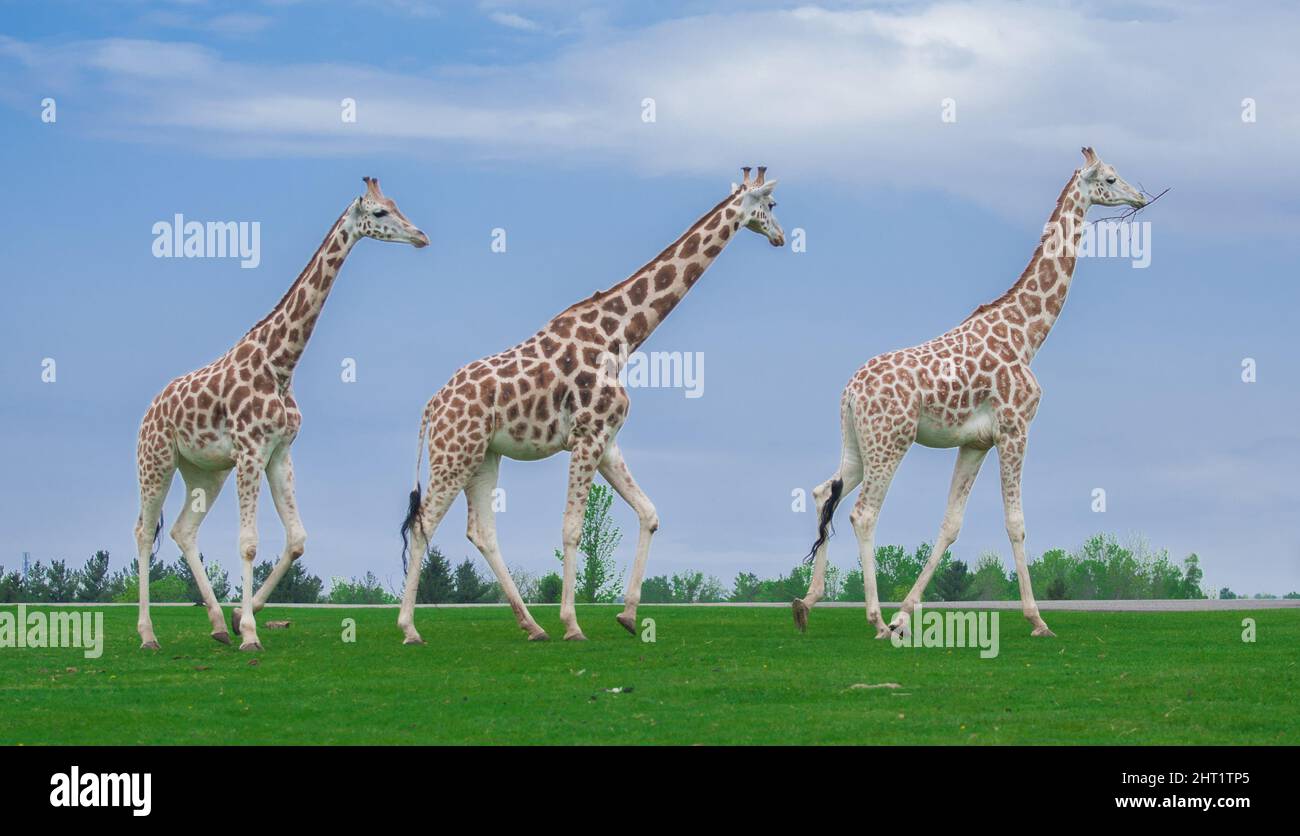 Tower of giraffes walking through the savannah Stock Photo - Alamy