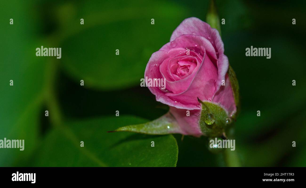 Closeup shot of blooming pink rose with dewdrops Stock Photo - Alamy