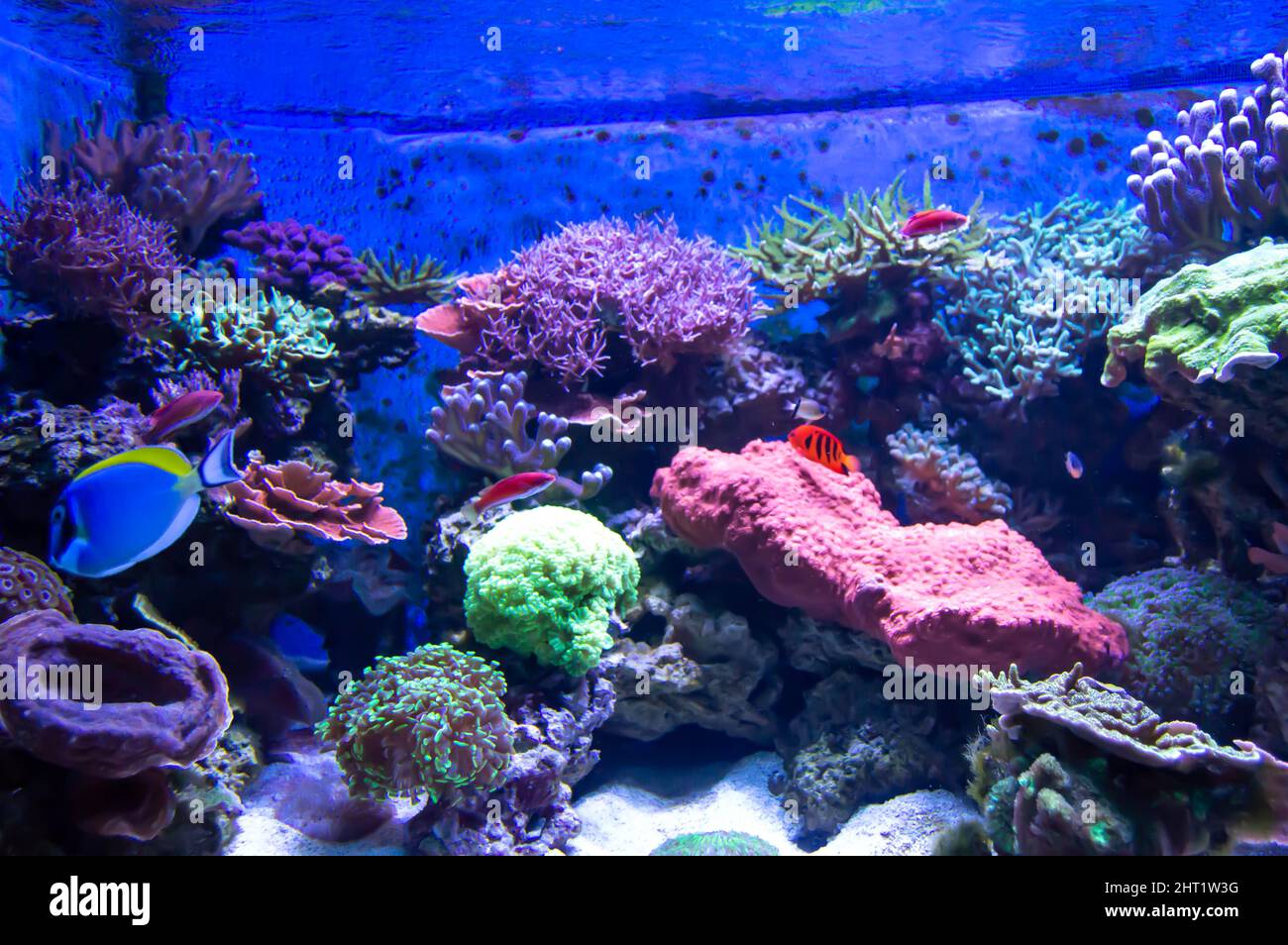 Underwater view of different fishes swimming near beautiful coral reefs ...