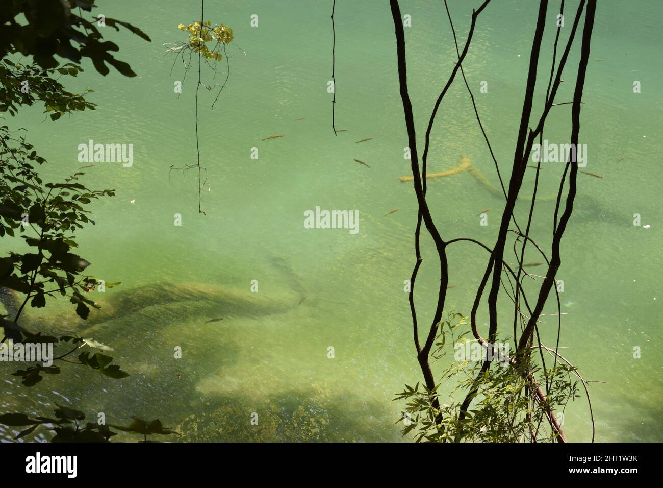 Shot of the bottom of the lake with different fish species swimming in ...