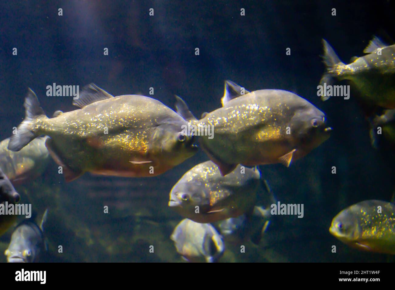 Piranhas swimming hi-res stock photography and images - Alamy