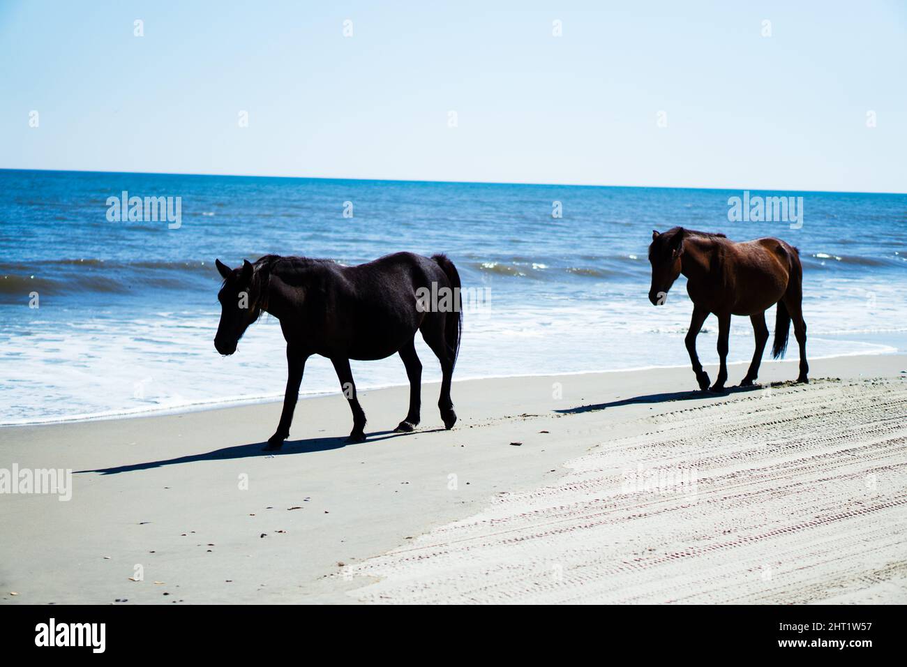 Beautiful horses on the seashore Stock Photo - Alamy