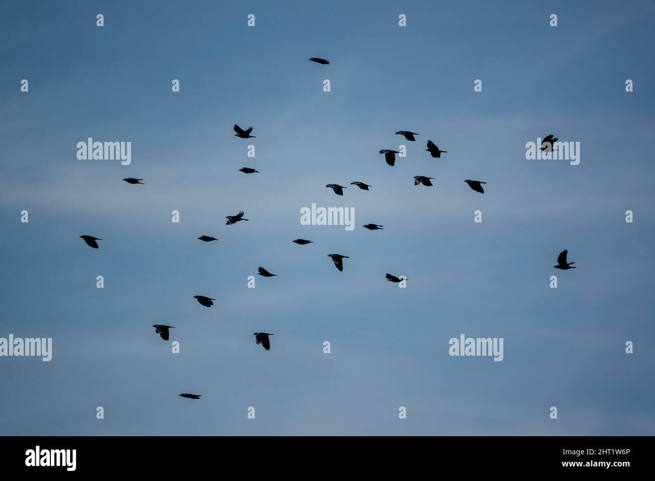 a large flock of rooks (Corvus frugilegus) in flight under a blue sky ...