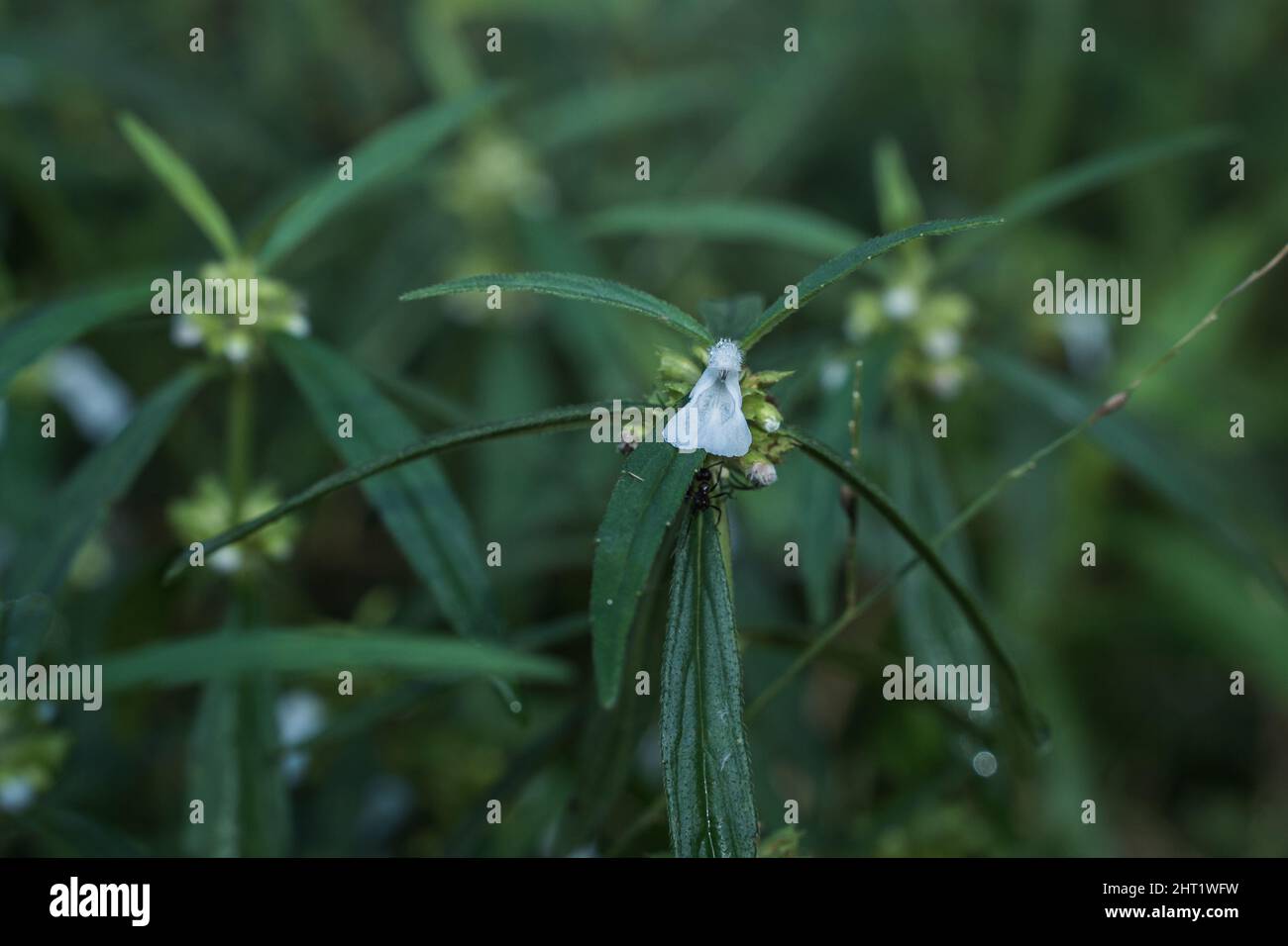 Leucas aspera flower hi-res stock photography and images - Alamy