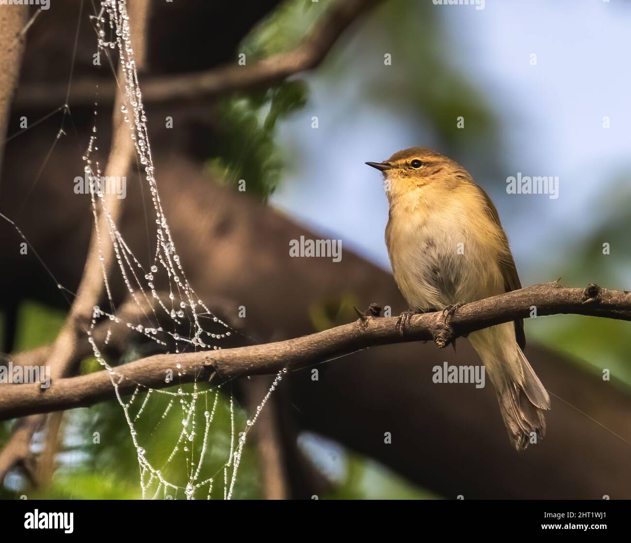 Common chiffchaff sitting near hi-res stock photography and images - Alamy