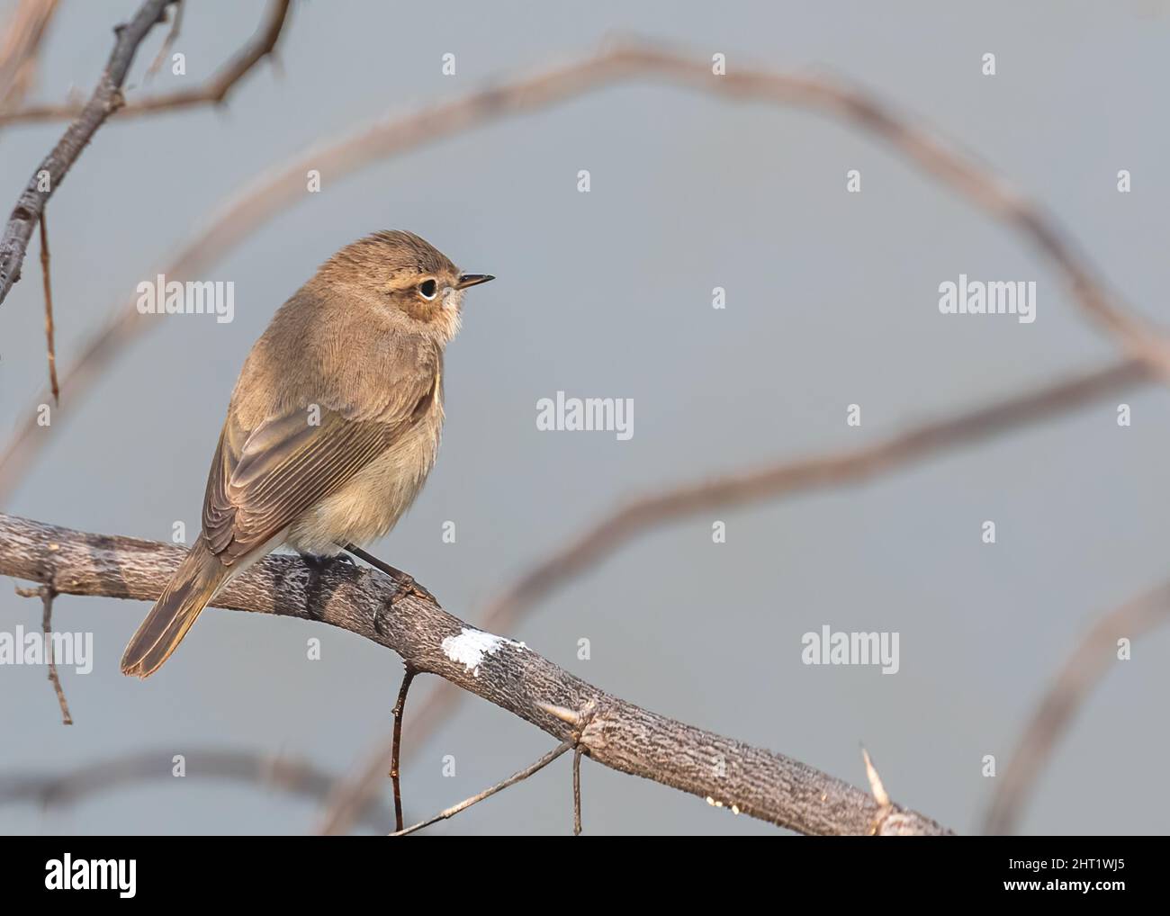 Common Chiffchaff shoulder pose from a tree Stock Photo - Alamy