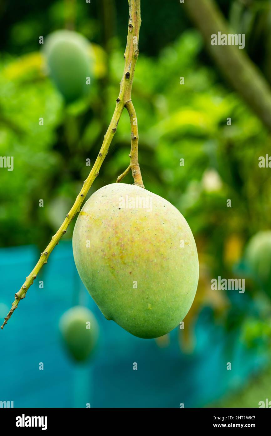 India mango tree large hi-res stock photography and images - Alamy
