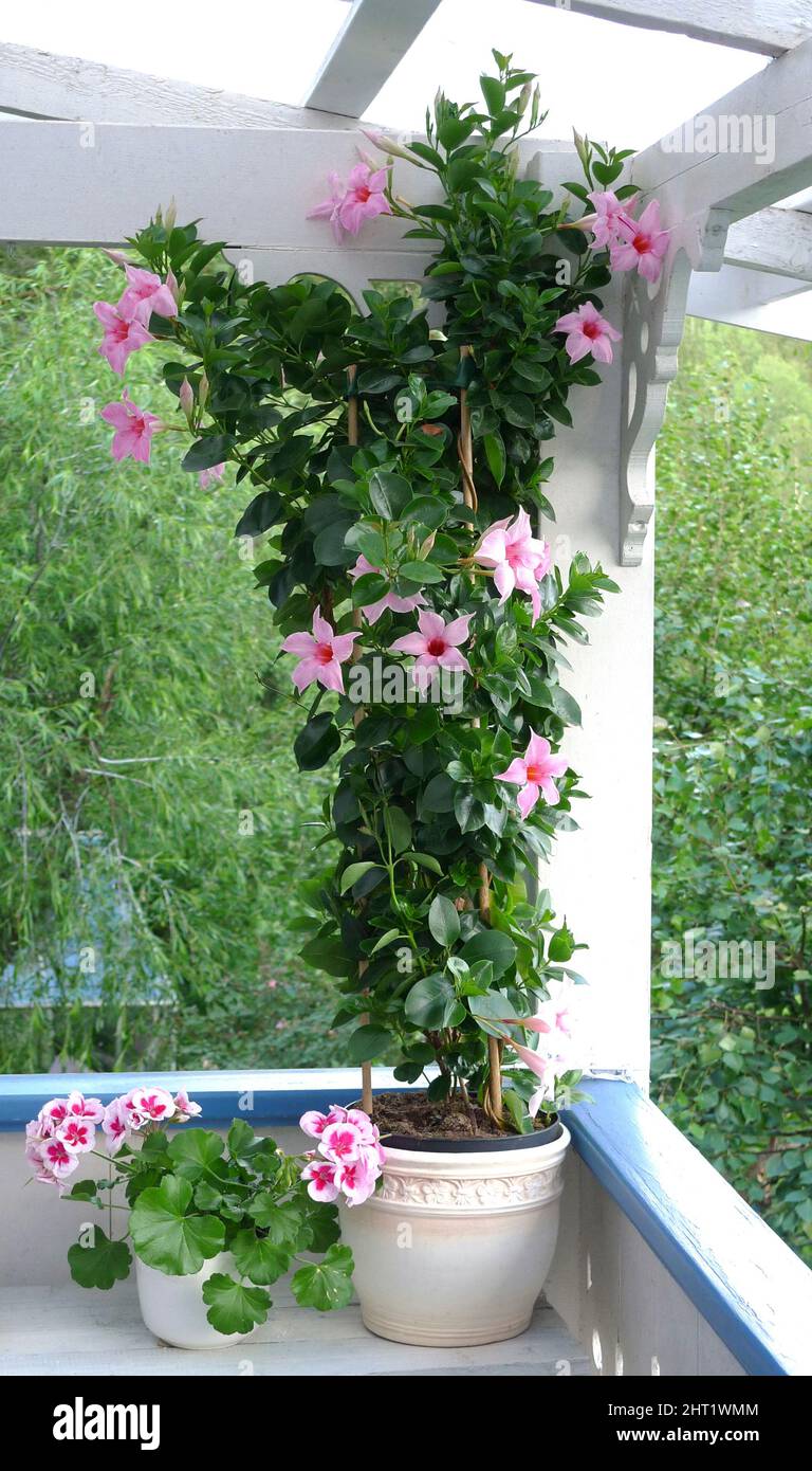 Mandevilla dipladenia in pot Stock Photo - Alamy
