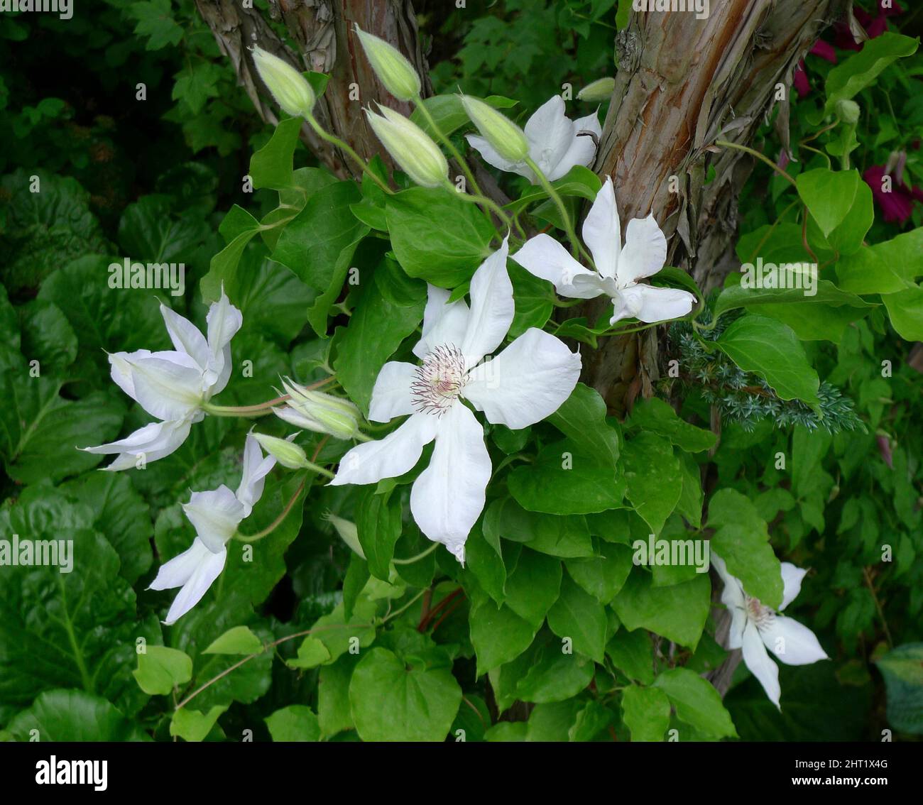 Valge daam hi-res stock photography and images - Alamy