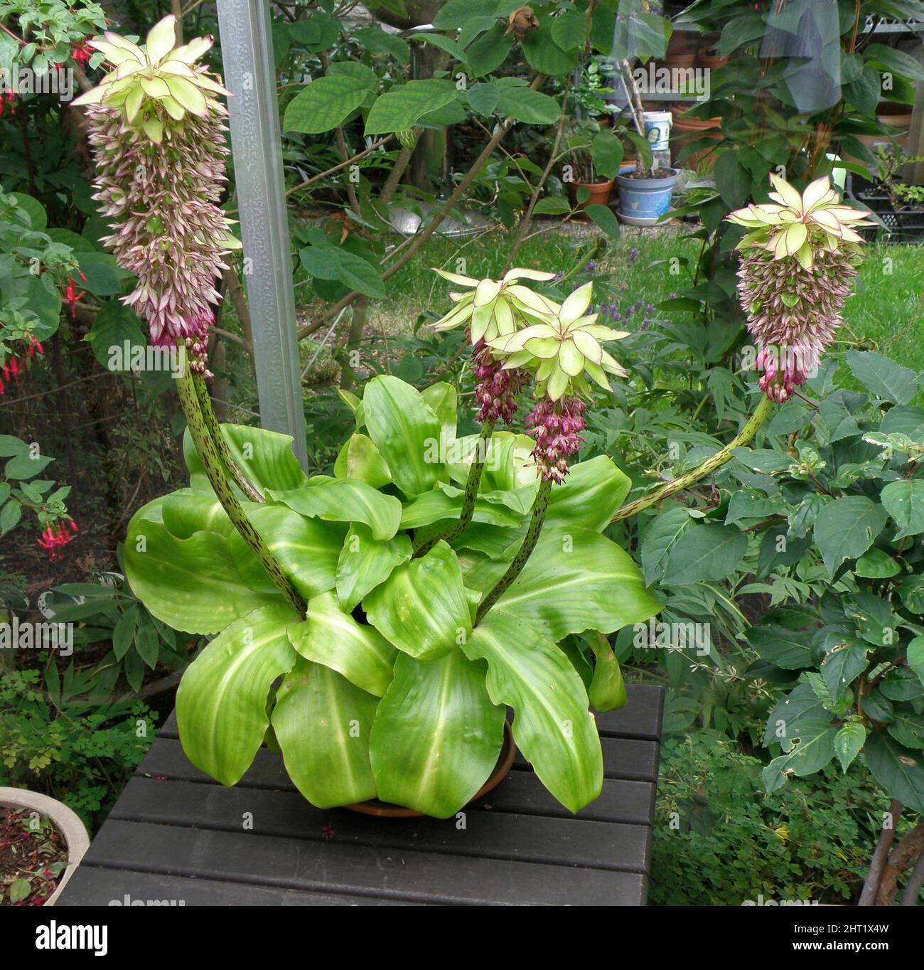 Lily Eucomis bicolor Stock Photo - Alamy