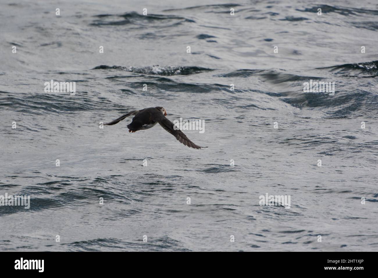 Flying puffin hi-res stock photography and images - Alamy