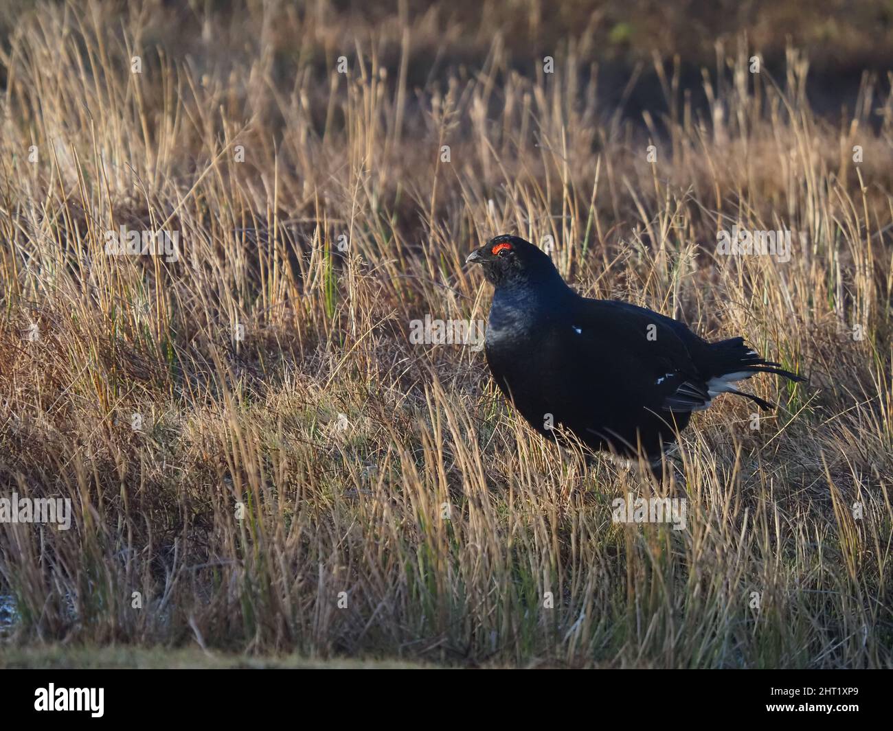 Lyre Shaped Tail High Resolution Stock Photography and Images - Alamy