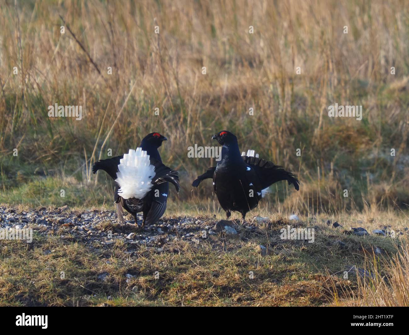 Black grouse at a lekking site on North Wales moorland. There can be ...
