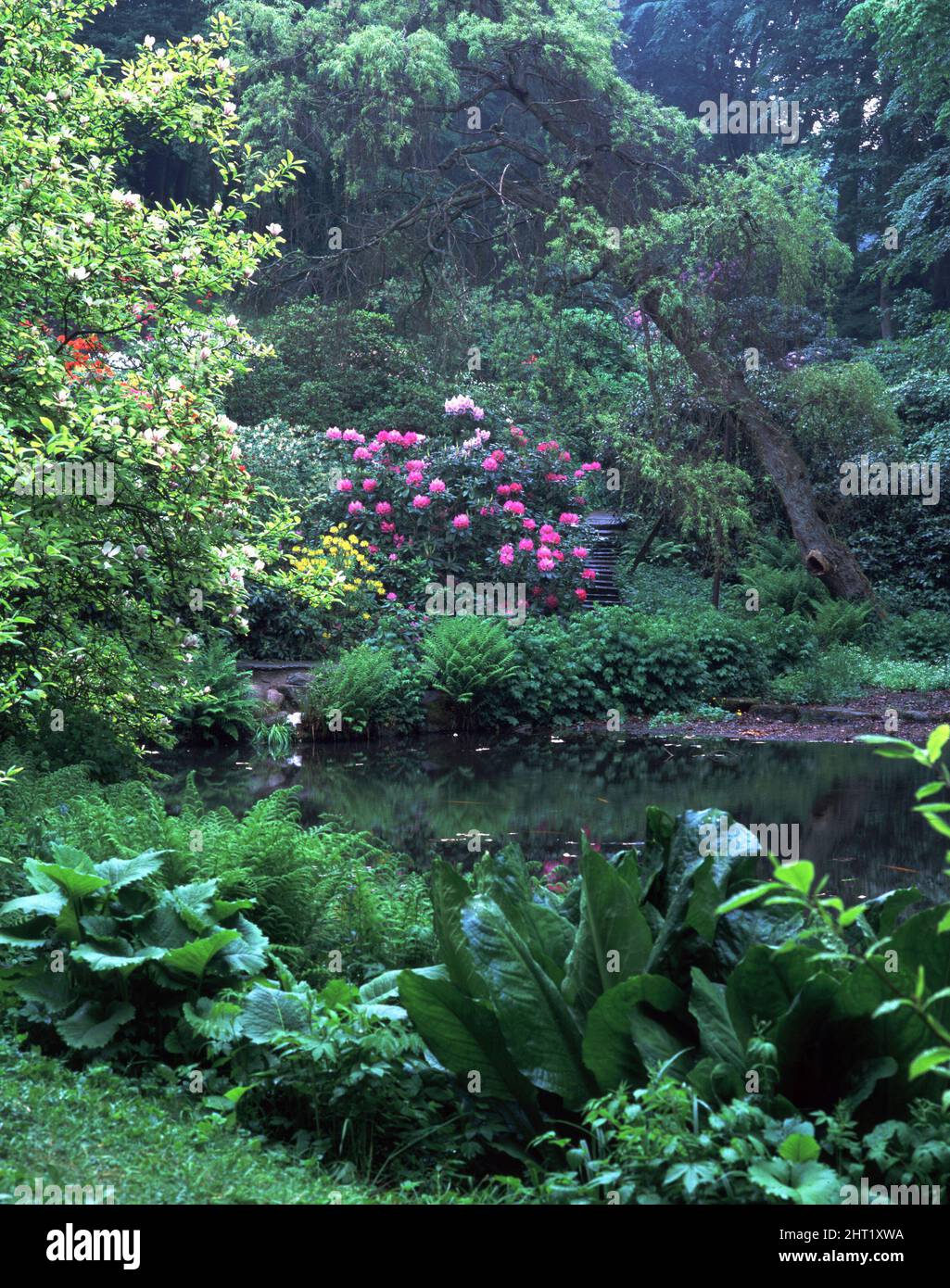 Rhododendron park hi-res stock photography and images - Alamy