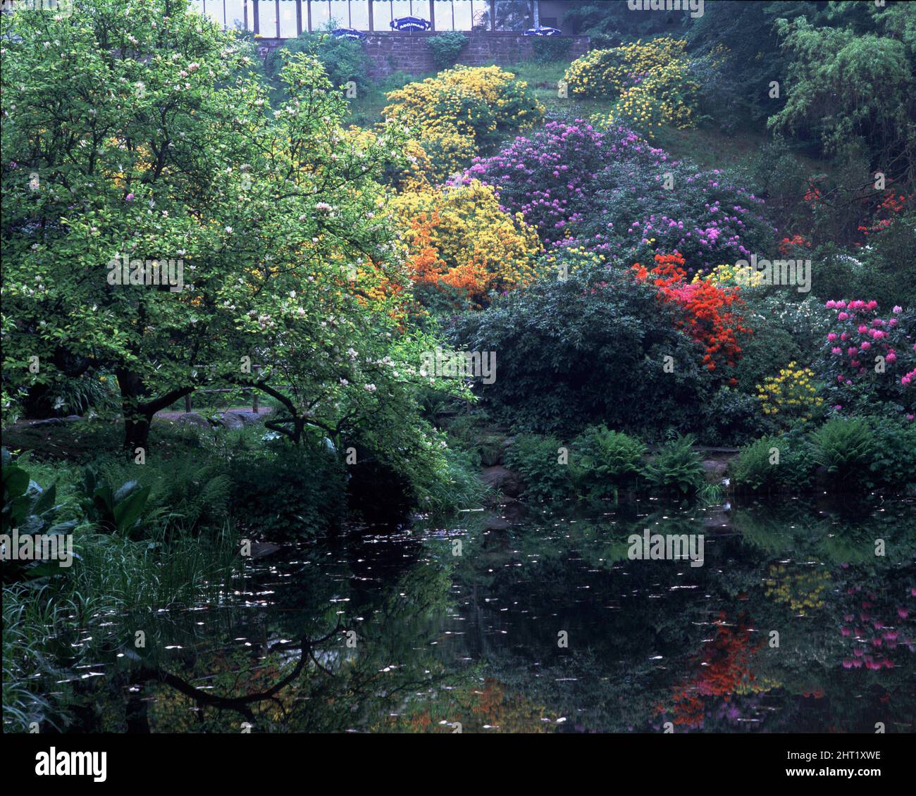 Rhododendron park hi-res stock photography and images - Alamy